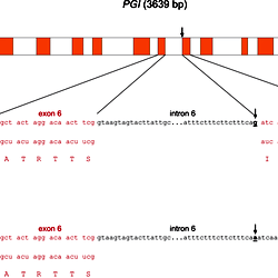 Molecular characterization of pgi1–3.