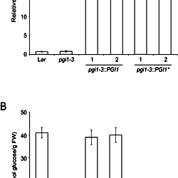 pgi1–3 is a pPGI null allele.