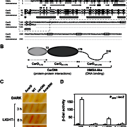 CarD domains and interactions.
