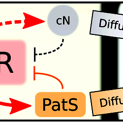 Diffusion scheme.