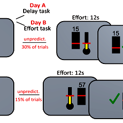 Task: Effort and delay discounting task.