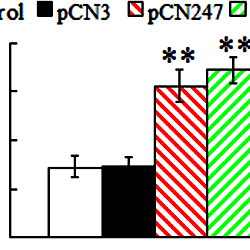 Cytotoxicity of peripheral blood leukocytes (PBL) of vaccinated fish.