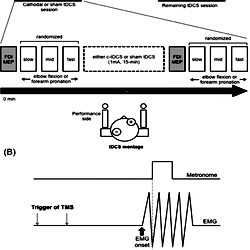 Experiment design, timeline and task.