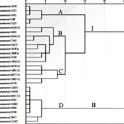 Dendrogram derived from ApaI PFGE patterns showing the relatedness of A ...
