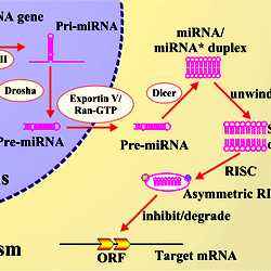 An illustration to show biogenesis of miRNAs and model of miRNA ...