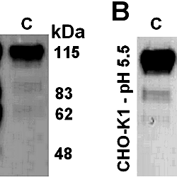Kininogenase activity present in lysate fractions from CHO-K1 cells.
