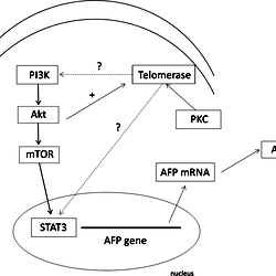 Schematic representation of intracellular signaling pathways leading to ...