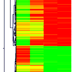 Heat map with hierarchical cluster tree for differentially expressed genes.