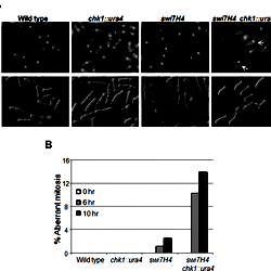 swi7H4 mutant cells exhibit chromosome segregation defect at non ...
