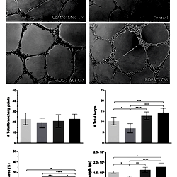 Tube formation assay.
