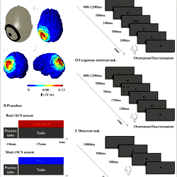 Experimental setup, procedure and example trials from the three ...