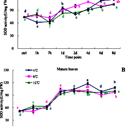 SOD analysis in young and mature leaves of oil palm under cold stress ...