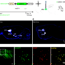Validation of Chat-Cre, D1-Cre, and D2-Cre mouse lines.