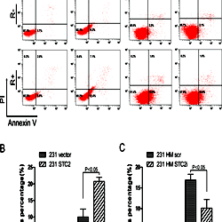 STC2 promotes cell apoptosis.