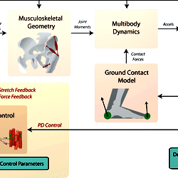 The model and optimization framework for simulating locomotion.