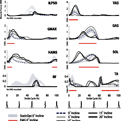 Simulated muscle forces for each inclined walking scenario.