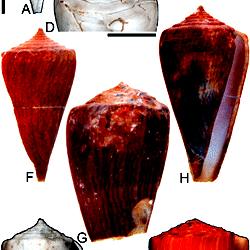 Conus (Ductoconus) cashi Hendricks sp. nov. (A-J) and Conus princeps ...