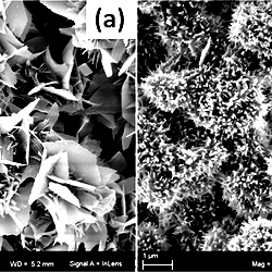 SEM of the substrates.