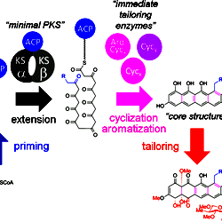 General summary of type II polyketide biosynthesis.