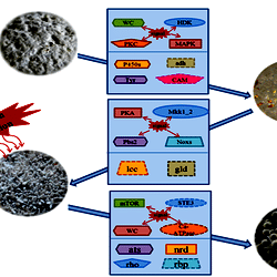 Pathways and genes associated with the three transitions between the ...