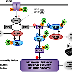 Possible pathways involved in GBE-induced neuroplasticity pathway.