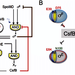 Model for the functions of CsfB.