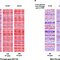 Wnt target genes identified in Wnt3a-stimulated HCC38 cells and their ...