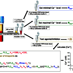 Overview of the test procedure.
