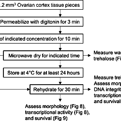 Flow chart of microwave-assisted dehydration procedure and evaluations.