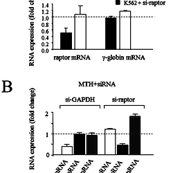 Effects of siRNA against raptor mRNA on K562 cells γ-globin gene ...