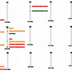 Physical map of the wheat genome showing the positions of the ...