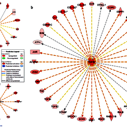 Upstream analysis: a—molecule network map for WNT3A, b—molecule network ...