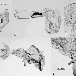 Phylogenetic position of the ‘extinct’ Fijian coconut moth, Levuana ...