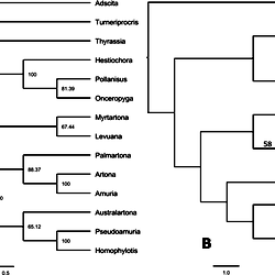 Phylogenetic position of the ‘extinct’ Fijian coconut moth, Levuana ...