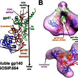 Insights into the I559P phenotypes from the structure of the soluble ...