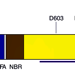 Overall domain structure of the human RAG1 protein.