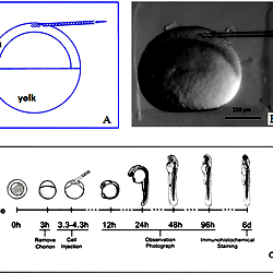 The structure of zebrafish embryo and experimental design.