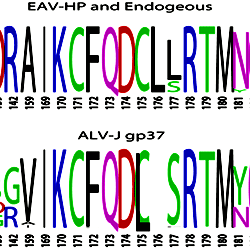 The alignment of the selected positions in GP37 of ALV-J and EAV-HP.