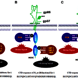 Models of signal transduction for the three types of ALV-J Env.