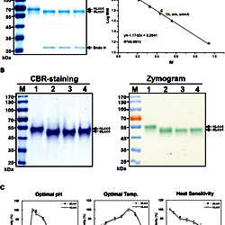 Analysis of molecular weight and enzymatic activity of native and Endo ...