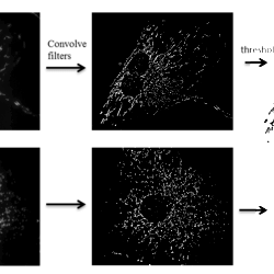 Mitochondrial Morphology analysis method.