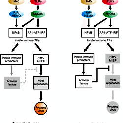 Temporal gate model.