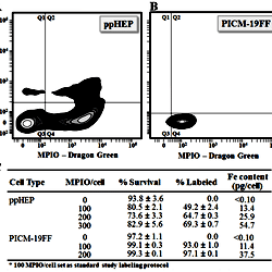 Cell survival and MPIO-labeling efficiency identified by flow cytometry ...
