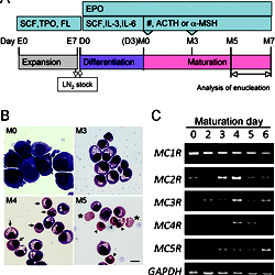 MCR expressions during erythroblast differentiation.