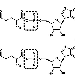 Structures of Glu-AMP and Glu-AMS.