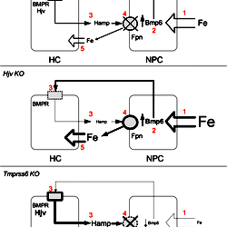 Proposed model of the crosstalk between Bmp6-producing NPCs and ...