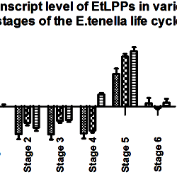 Expression profiles of the three EtLPPs in various stages of the E ...