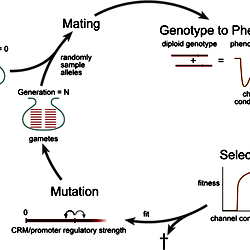 Schematic representation of the regulatory evolution model.
