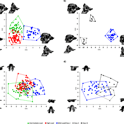 Canonical variance variate analysis of the craniofacial and maxilla ...