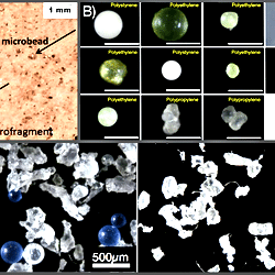 Comparison of microbeads identified by Kazmiruk et al. [1] and other ...